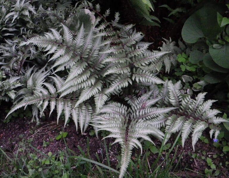 Athyrium niponicum pictum (Fougère peinte du Japon) - Fougères Boréales