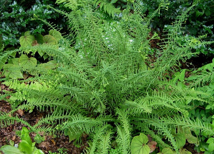 Athyrium filix femina Victoria - Fougères Boréales